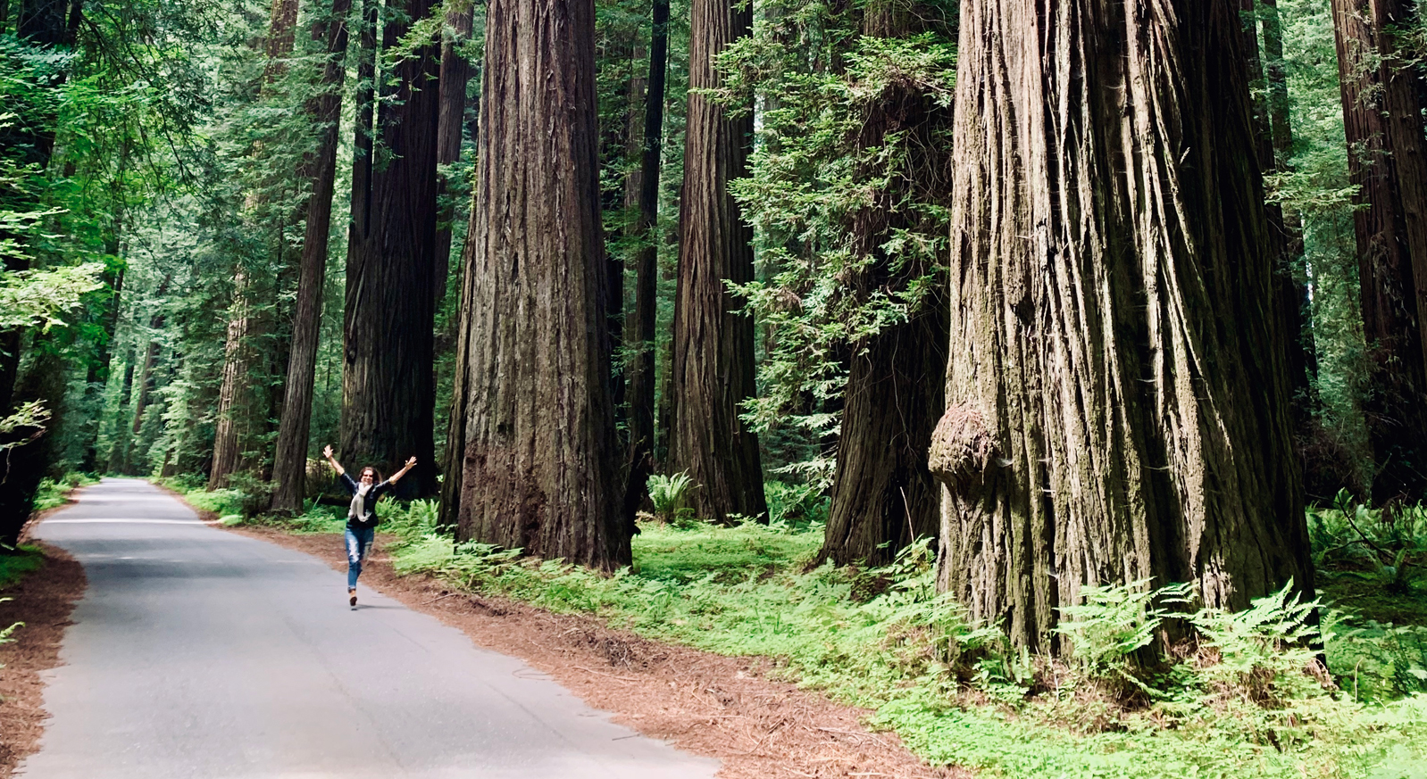 Magical trip to the Redwoods… 5 things you need to know. – Abbi Williams